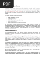 Reflejo Cremastérico: Definición y Ausencia | PDF