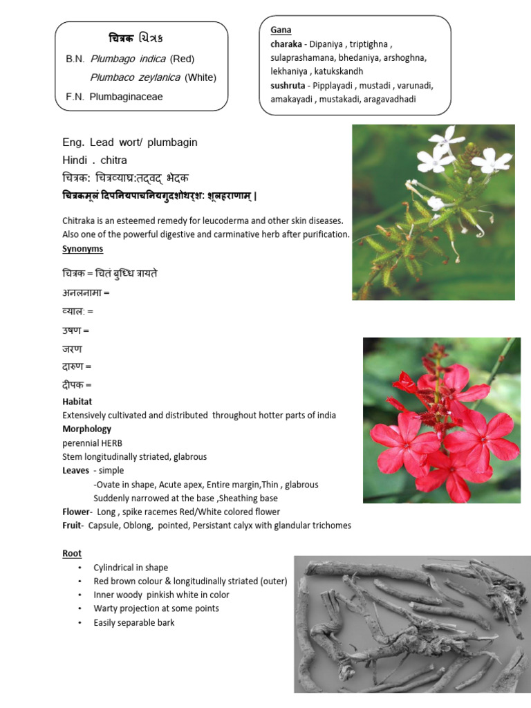 24.Chitraka | PDF | Botany | Plants