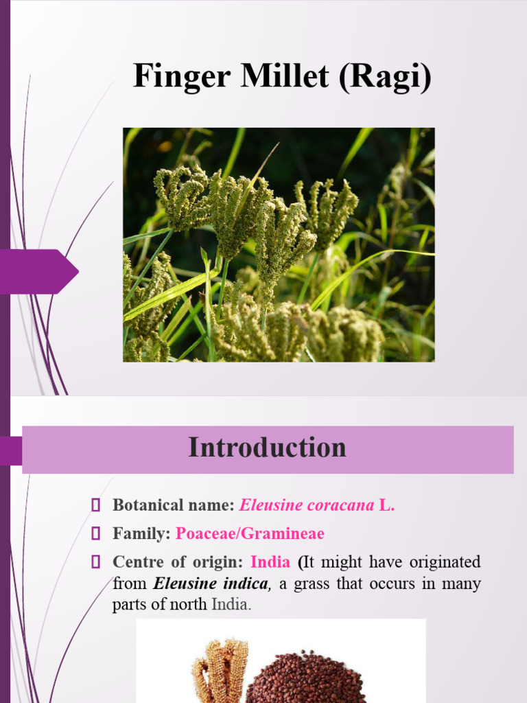 Finger Millet Cultivation Guide | PDF | Cereals | Agronomy