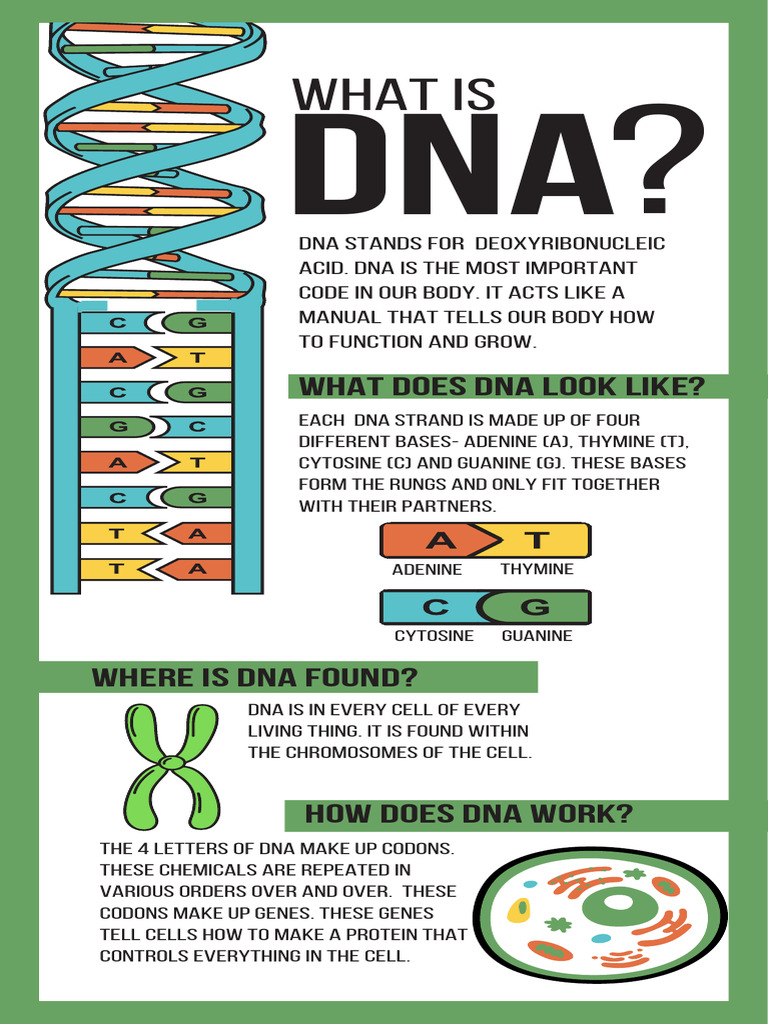 What is Dna Life Infographic_20251212_044912_0000 | PDF