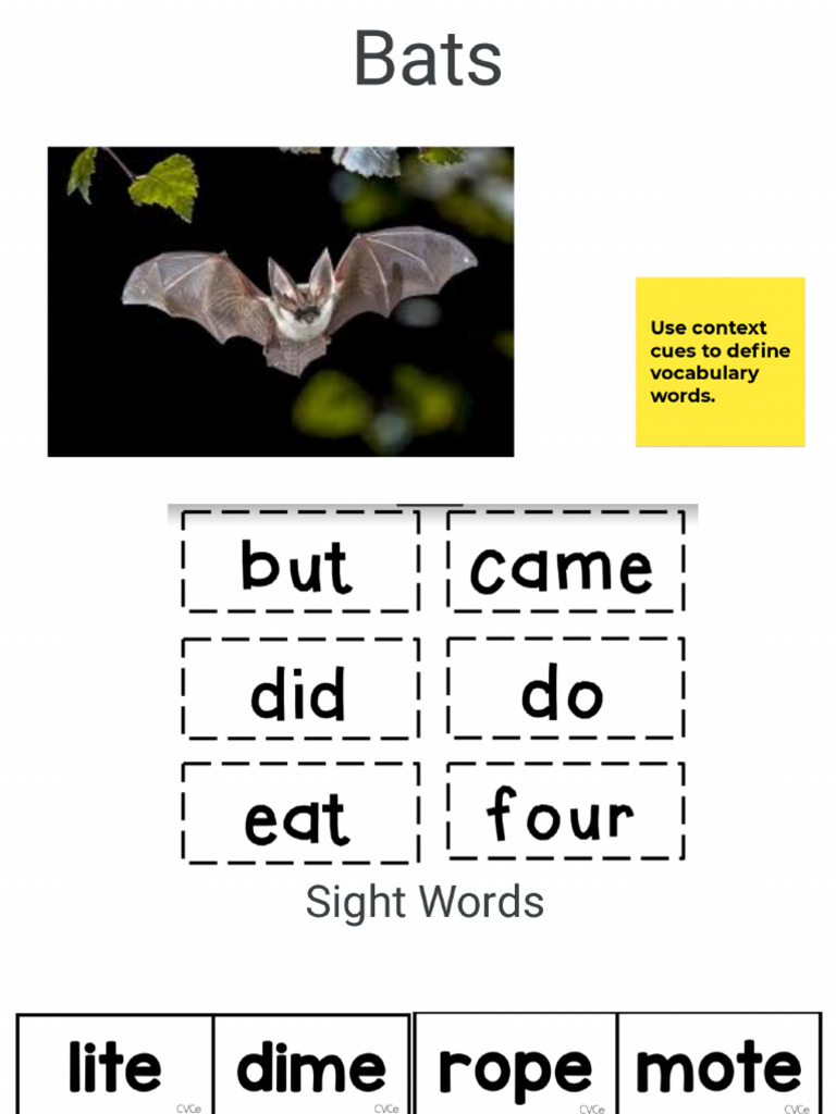 Bats | PDF