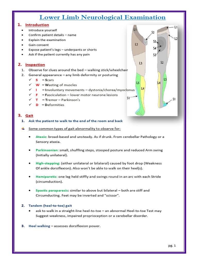 Lower Limb Neurological Exam Guide | PDF | Anatomical Terms Of Motion ...