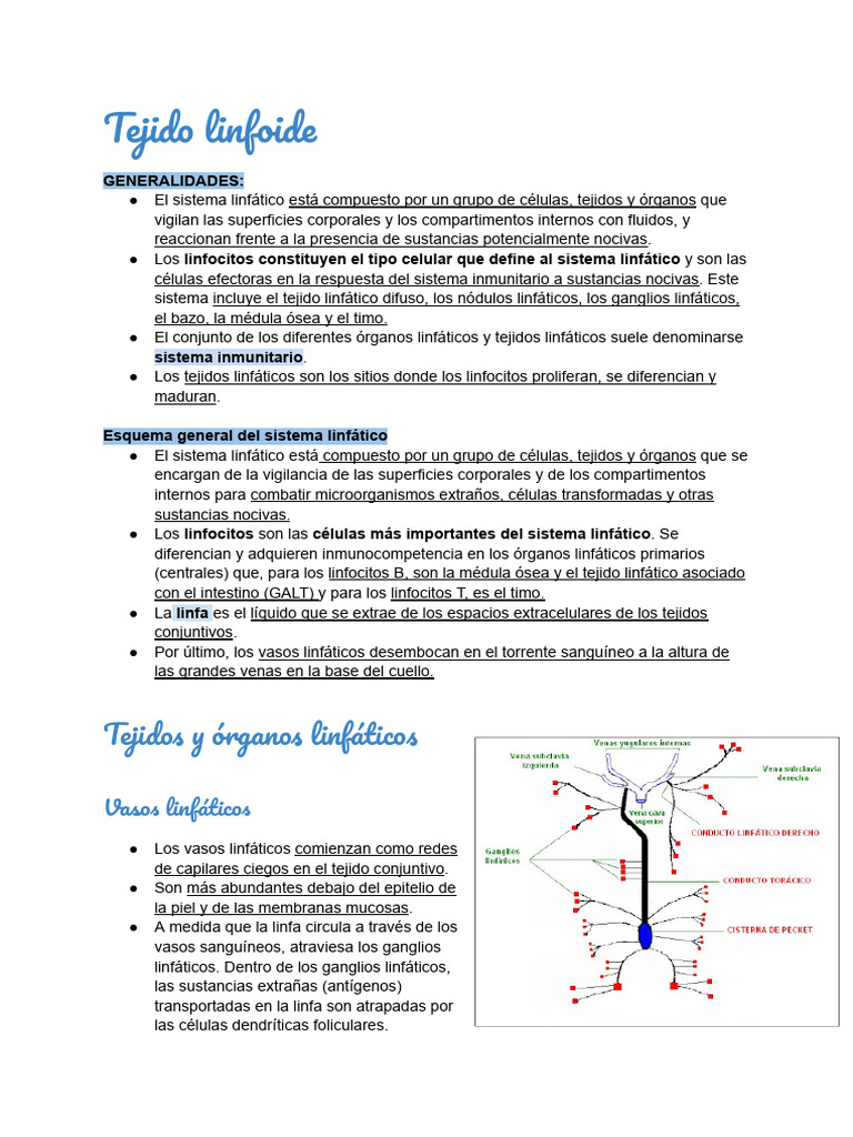 Clase Histología Tejido Linfoide (1) | PDF | Ganglio linfático ...