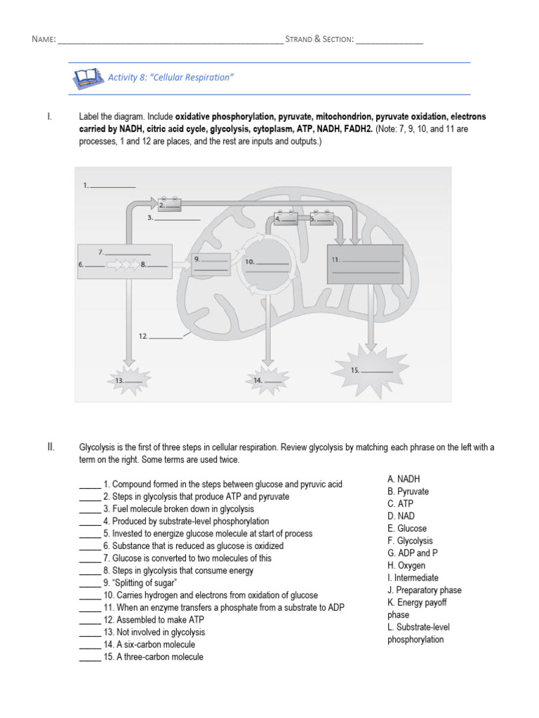 Activity 8. Cellular Respiration (1) | PDF | Glycolysis | Cellular ...