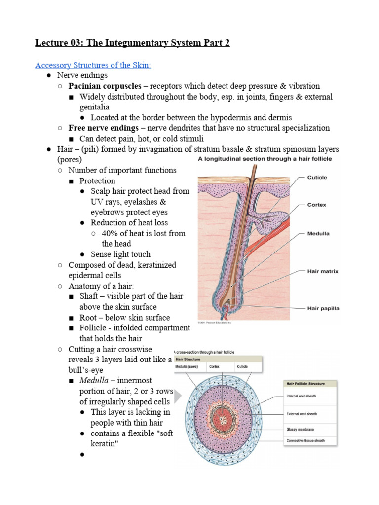 03 the Integumentary System Part 2 | PDF | Skin | Skin Cancer