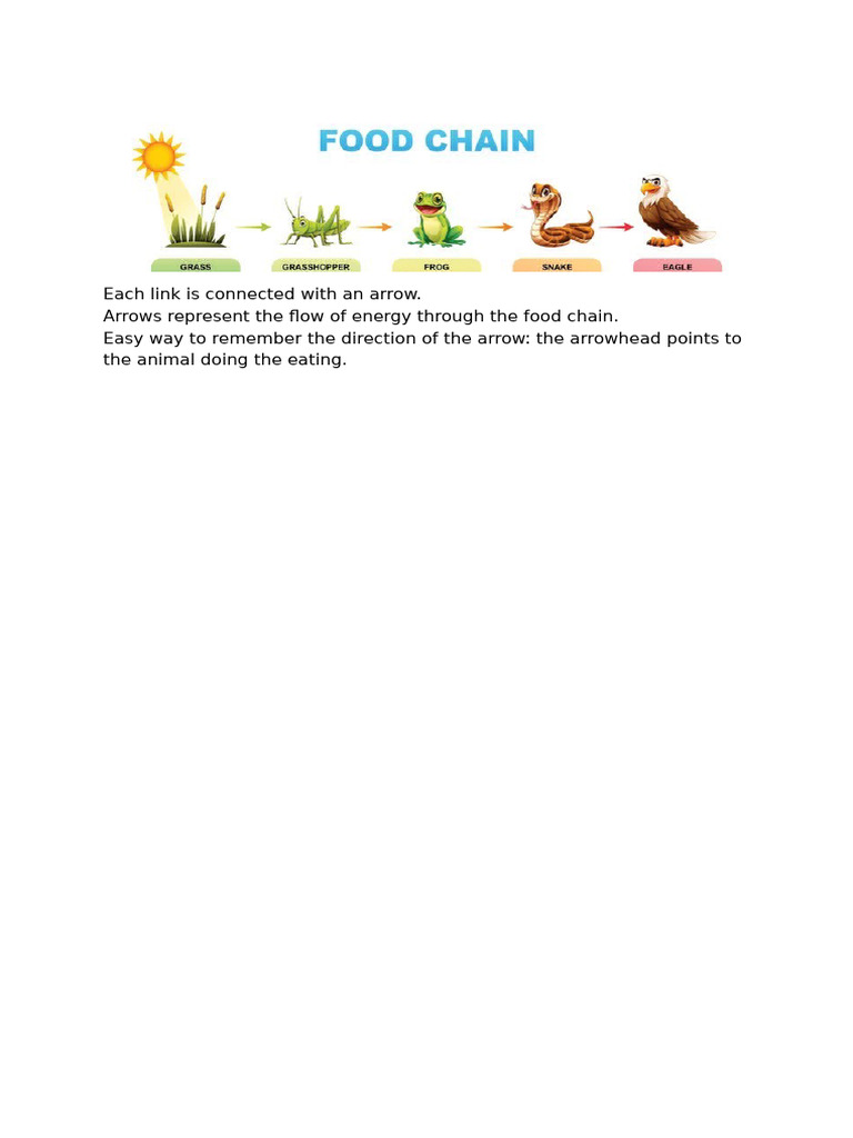 Understanding Food Chain Arrows | PDF