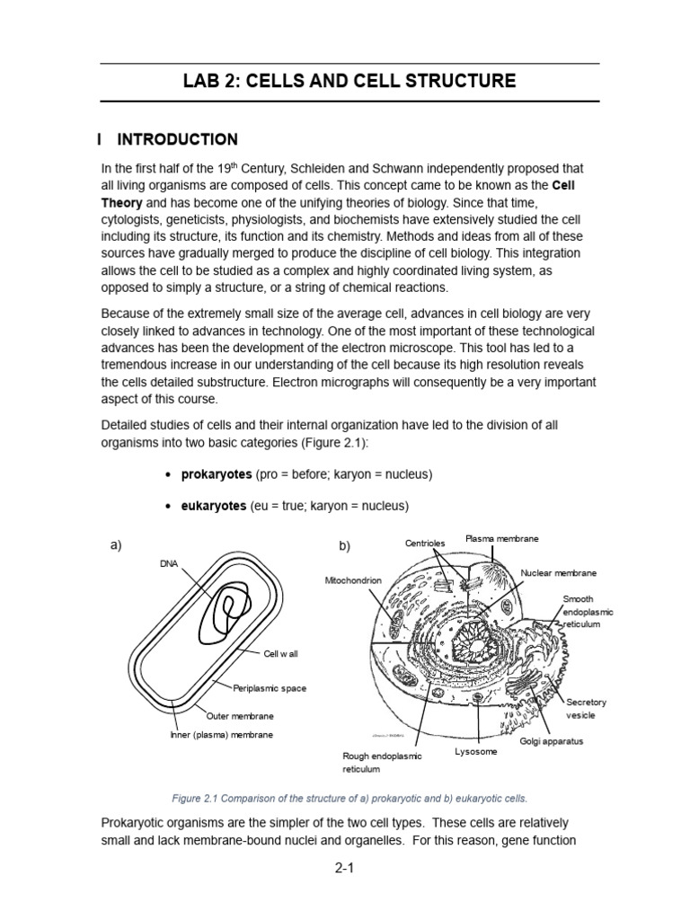 Cell Structure and Function Lab Guide | PDF | Epithelium | Cell (Biology)
