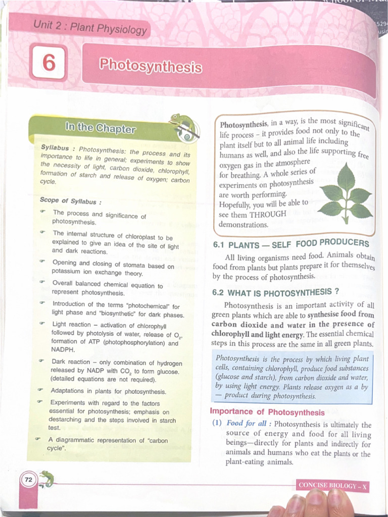 Photosynthesis | PDF
