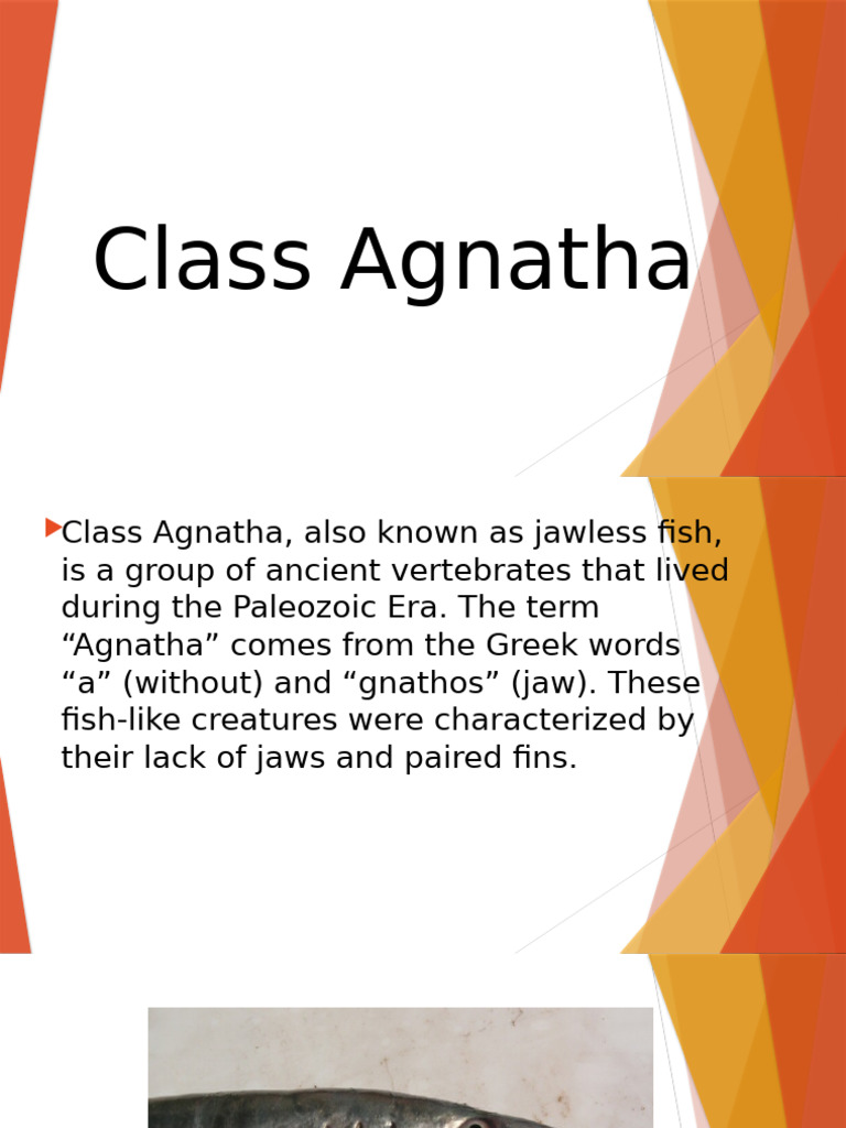 Overview of Class Agnatha: Jawless Fish | PDF