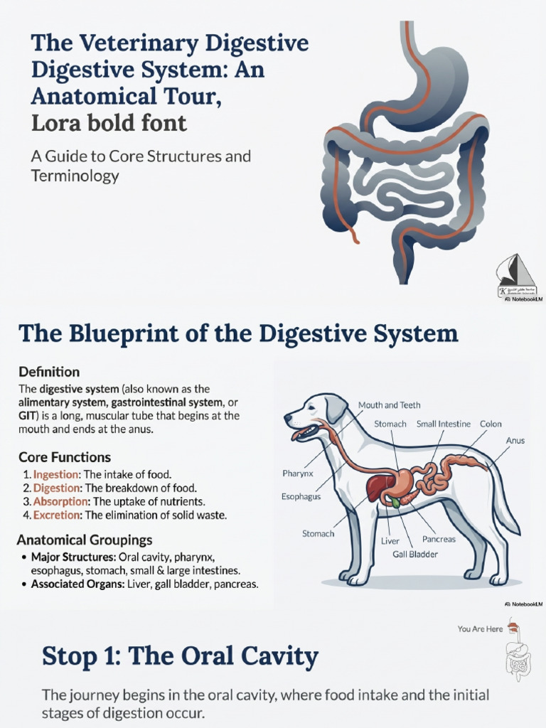 Veterinary Digestive Anatomy Terms | PDF