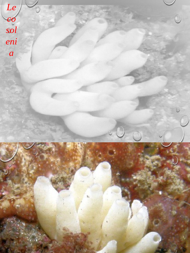 Leucosolenia | PDF | Sponge | Sexual Reproduction