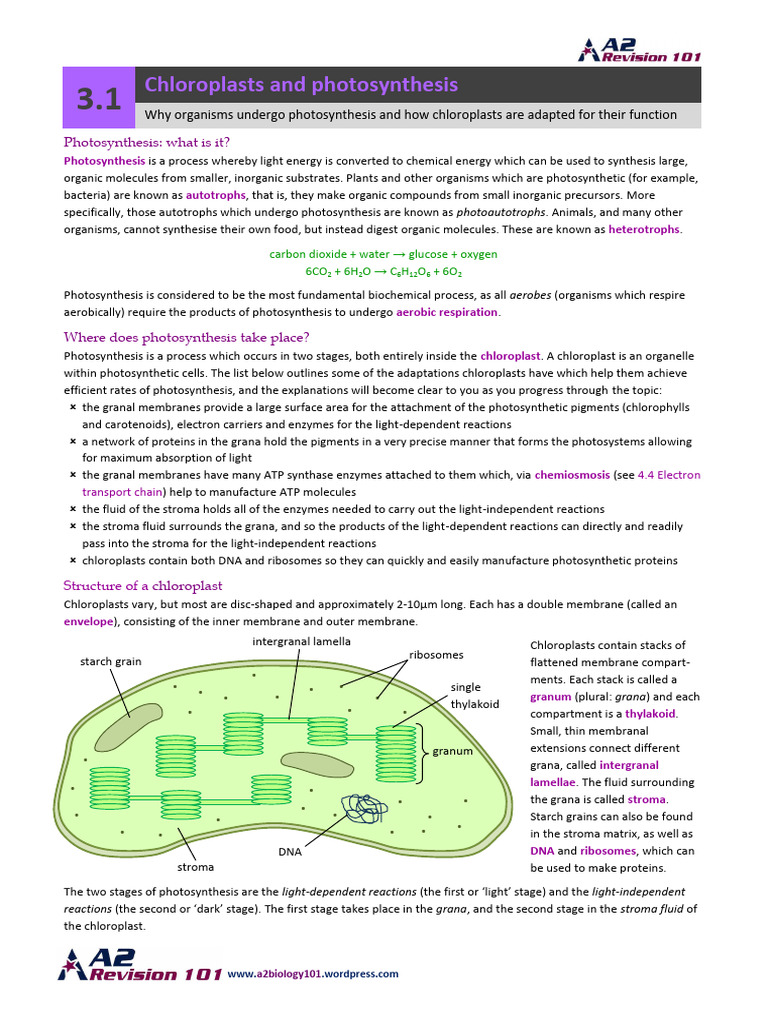 3 1 Chloroplasts and Photosynthesis | PDF | Photosynthesis | Chloroplast