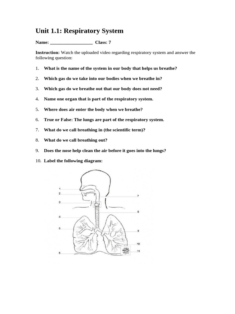 Grade 7- Respiratory System- Video Based Worksheet | PDF