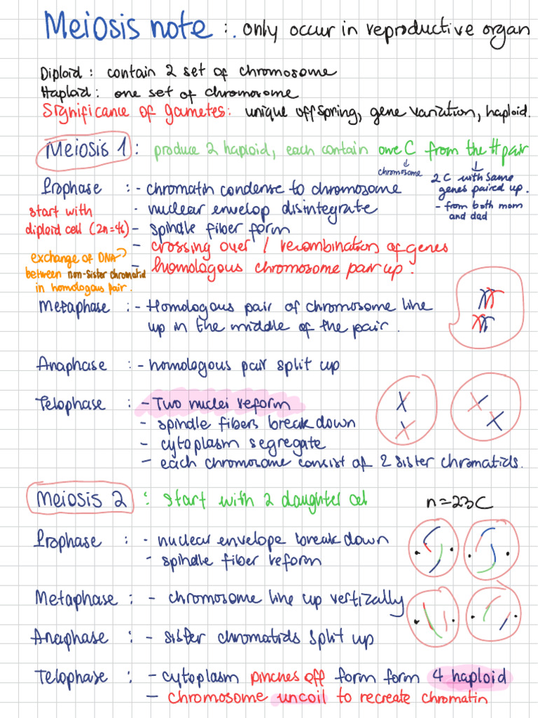 Meiosis Notes | PDF | Chromosome | Ploidy