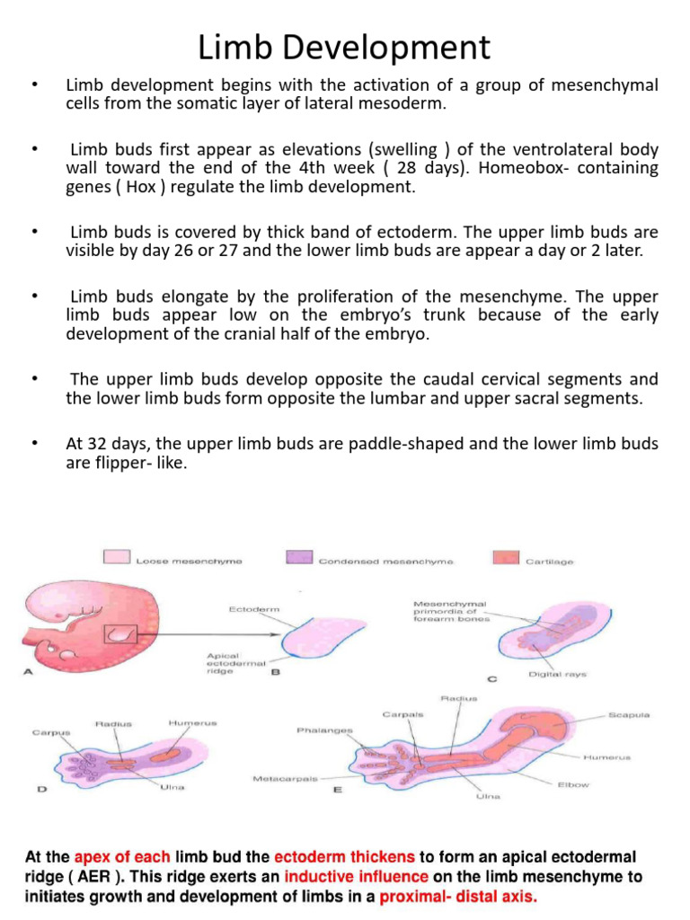 Overview of Limb Development Stages | PDF