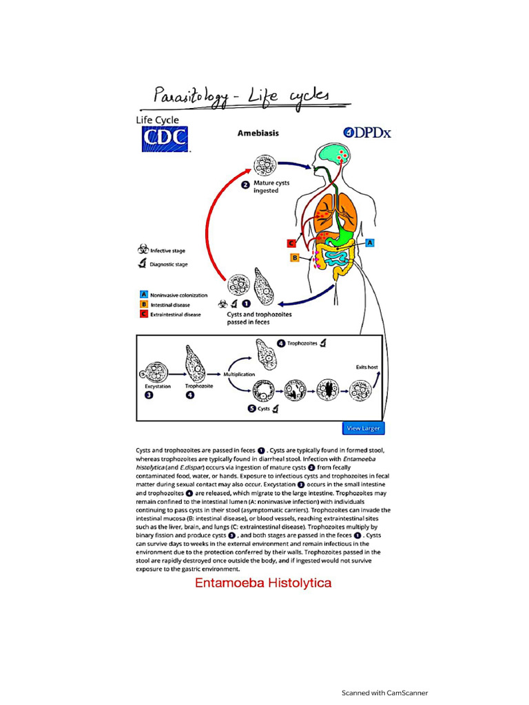Parasitic Life Cycle CDC | PDF