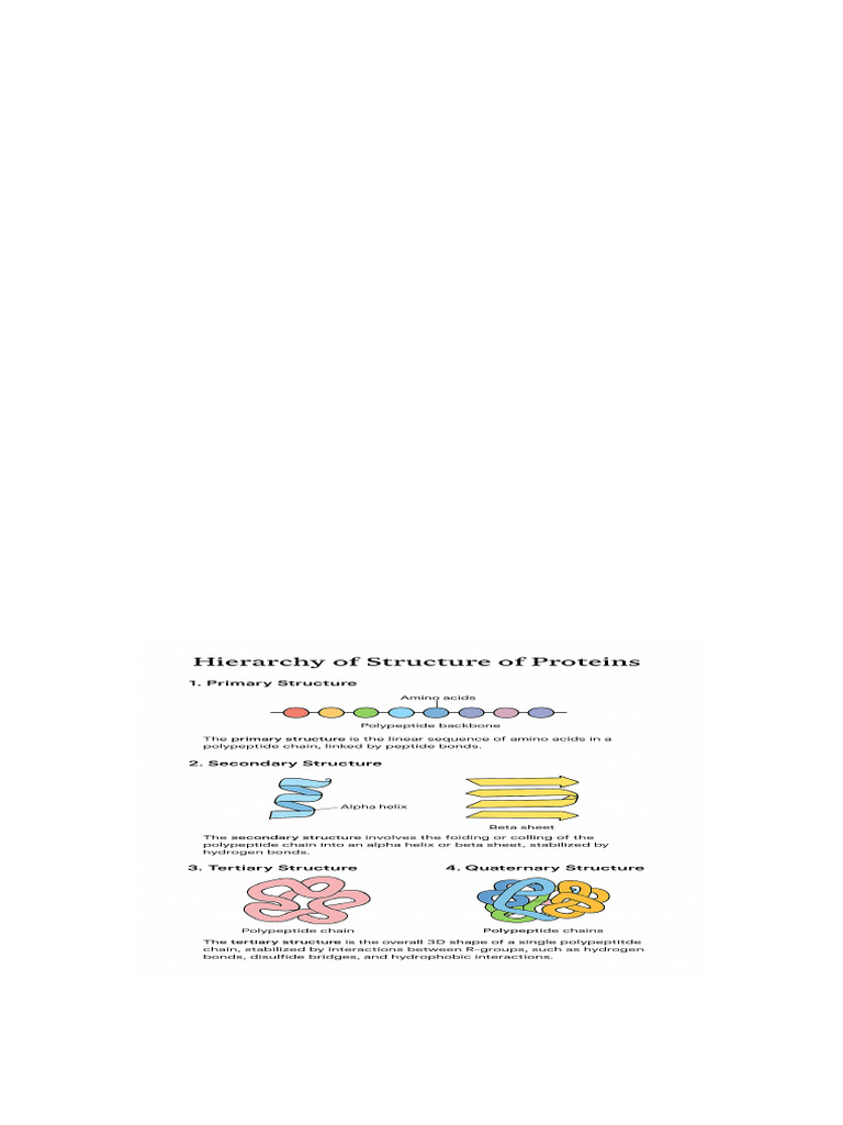Hierarchy of Protein Structure Final Version | PDF | Protein Structure ...