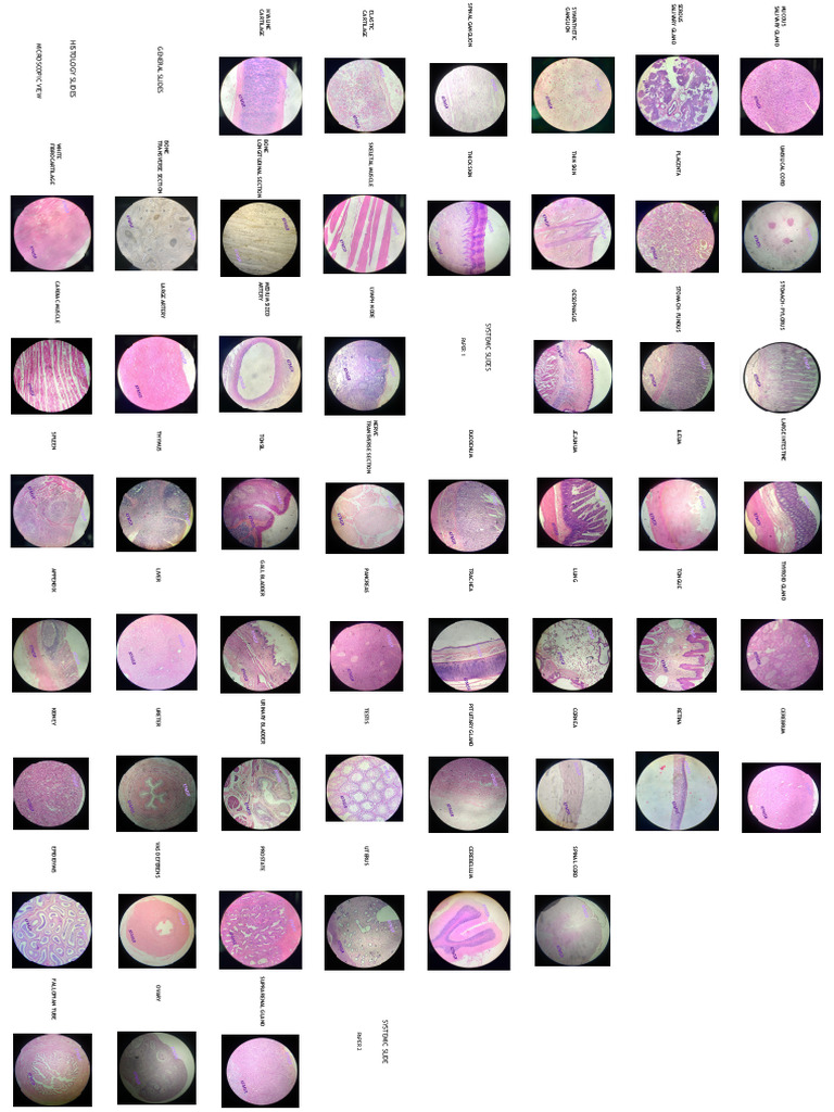 Comprehensive Histology Slide Guide | PDF