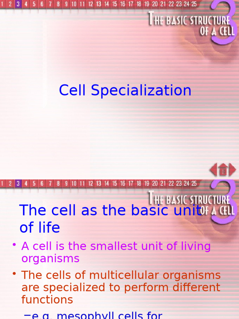 4. SPECIALIZATION OF CELLS | PDF | Tissue (Biology) | Leaf