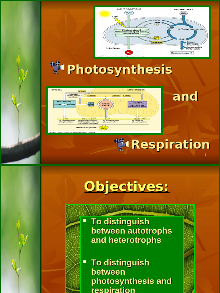 01. Photosynthesis and Cell Respiration Ppt (1) | PDF | Cellular ...