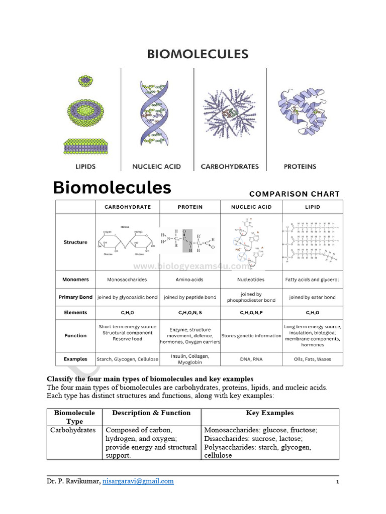 Types of Biomolecules Explained | PDF | Carbohydrates | Biomolecules