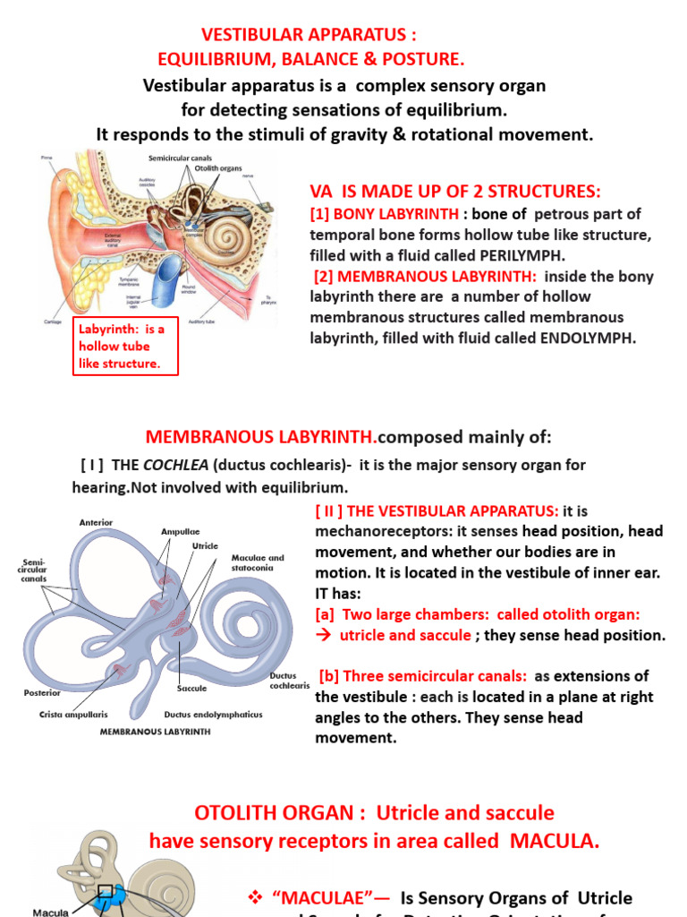 Vestibular Apparatus: Balance & Equilibrium | PDF | Cerebellum ...