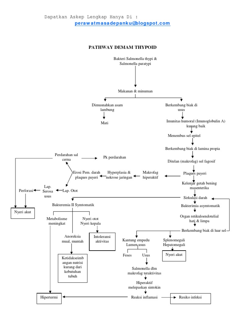 Pathway Demam Thypoid | PDF | Sains & Matematika