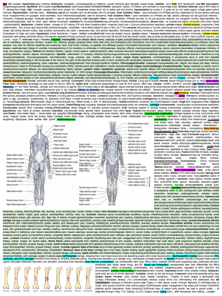 Muscle Structure and Function Overview | PDF | Skeletal Muscle | Psoriasis