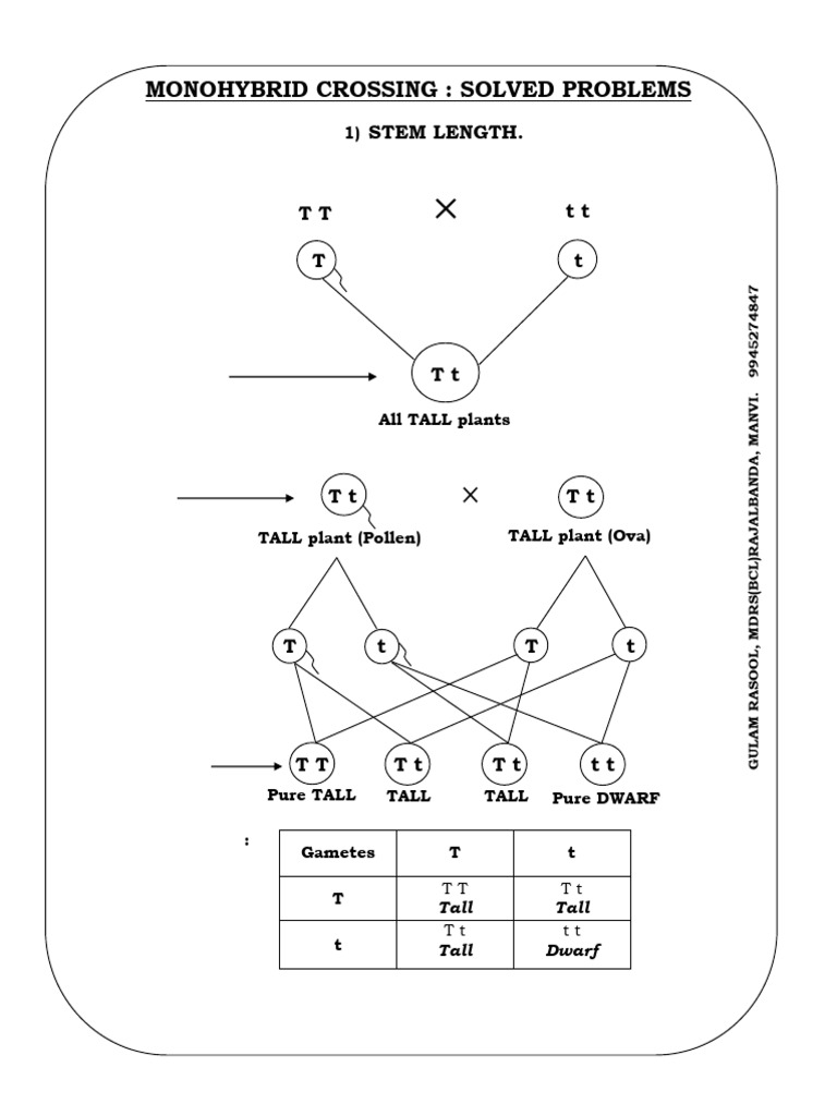 Monohybrid Crossing Problems Explained | PDF | Reproduction | Botany