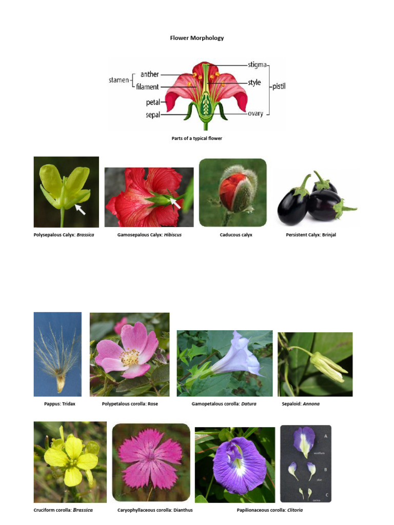 SEM II Diagrams to Be Pasted_1 | PDF