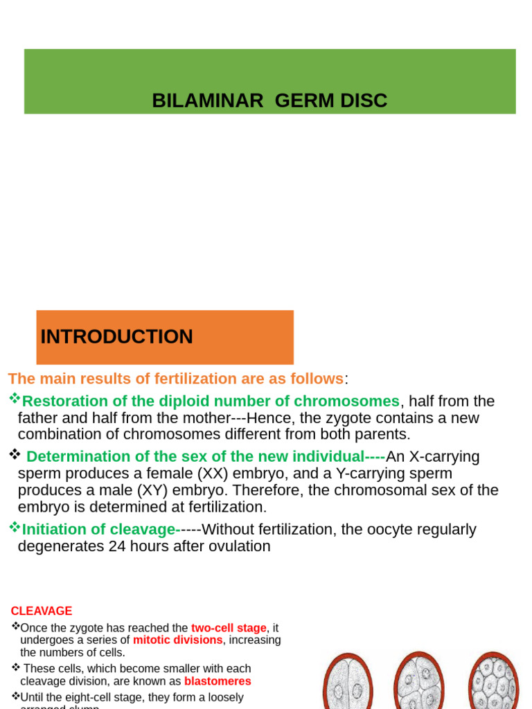 Bilaminar Germ Disc | PDF | Anatomy | Reproduction
