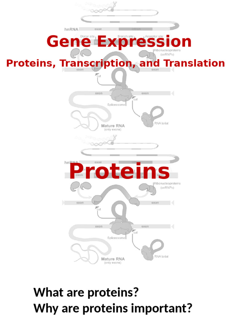 Gene Expression | PDF