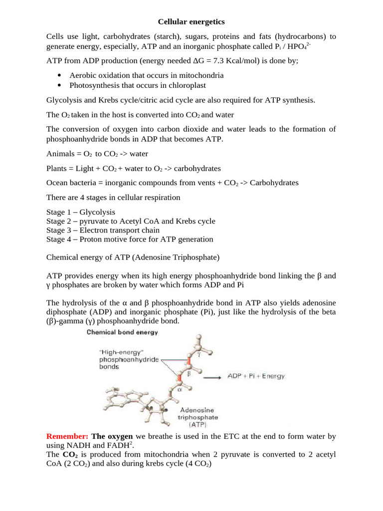 Cellular energetics | PDF | Adenosine Triphosphate | Diet & Nutrition