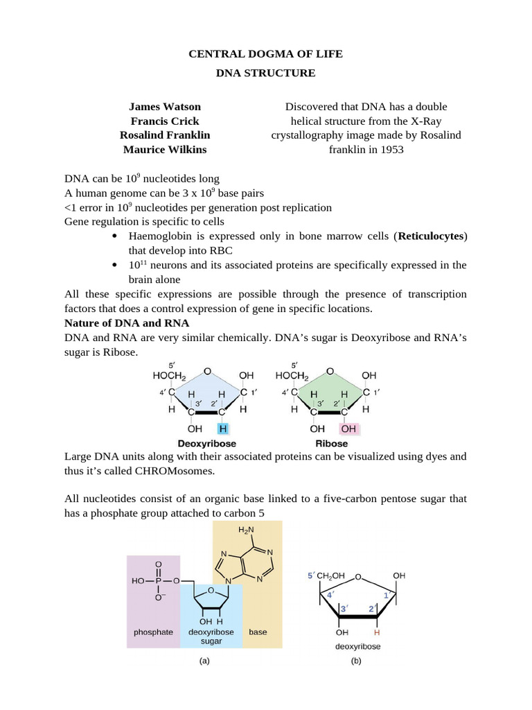 DNA Structure and Cell Cycle Overview | PDF | Cell Cycle | Dna Replication
