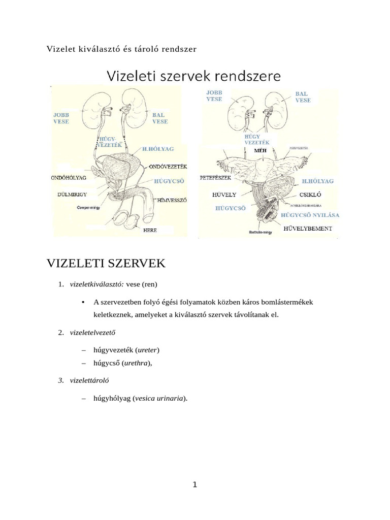 6_Vizelet Kiválasztó És Tároló Rendszer | PDF