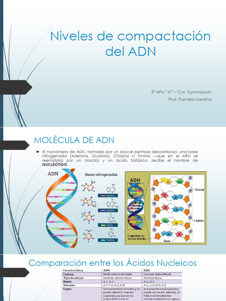 Niveles de compactación del ADN | PDF | Cromosoma | Adn