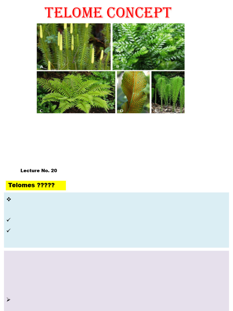 Pollination Concept | PDF | Leaf | Plants