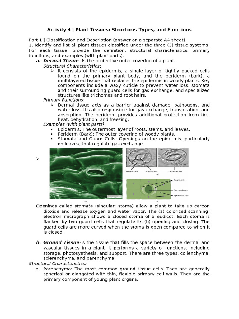 Plant Tissues: Types and Functions Explained | PDF | Tissue (Biology ...