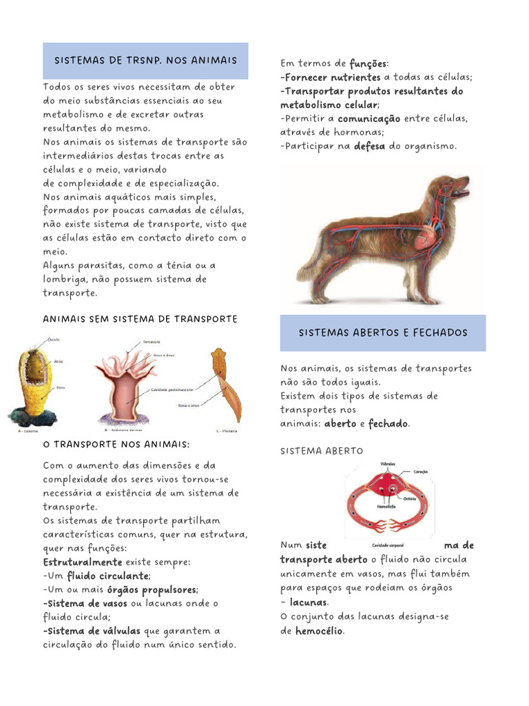 Circ Ula Cao | PDF | Sistema circulatório | Coração