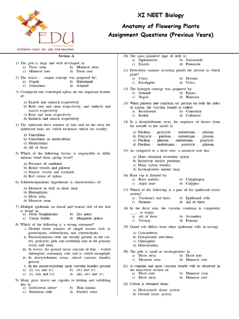 XI NEET - Anatomy of Flowering Plants (Assignment) - QP | PDF