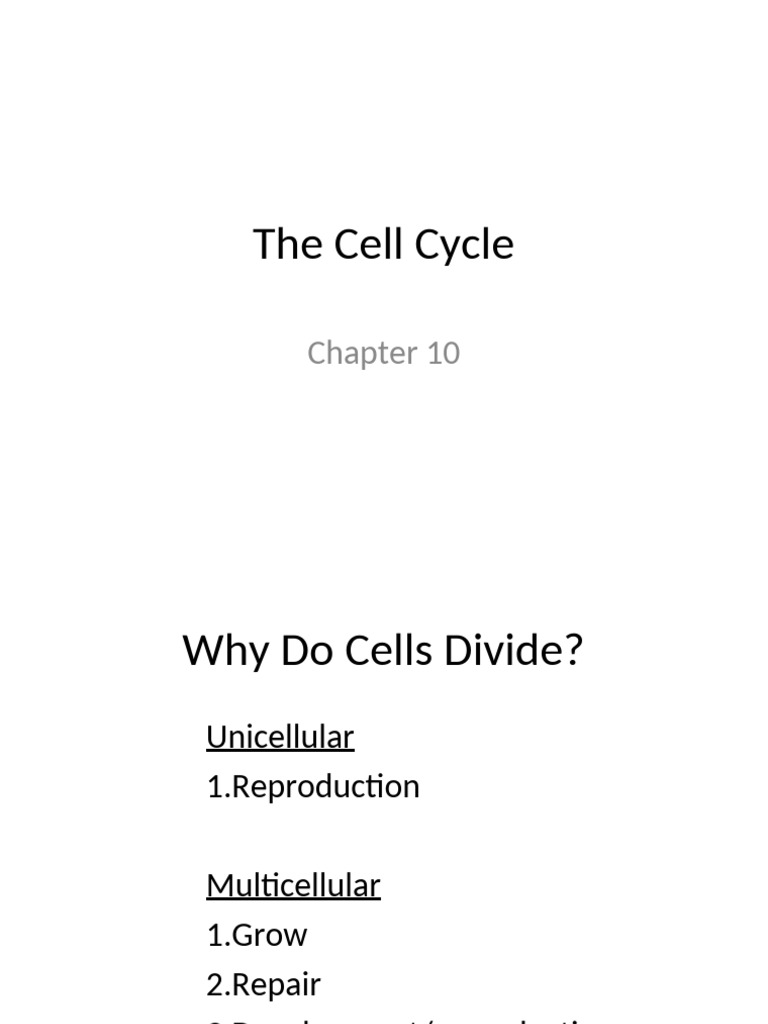 Understanding the Cell Cycle and Division | PDF | Mitosis | Chromosome