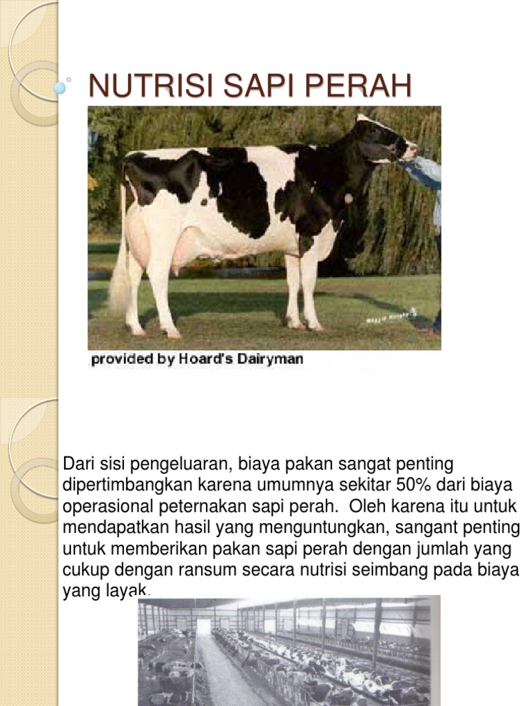 Nutrisi Sapi Perah | PDF