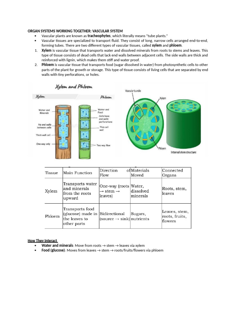Vascular System: Xylem and Phloem Functions | PDF