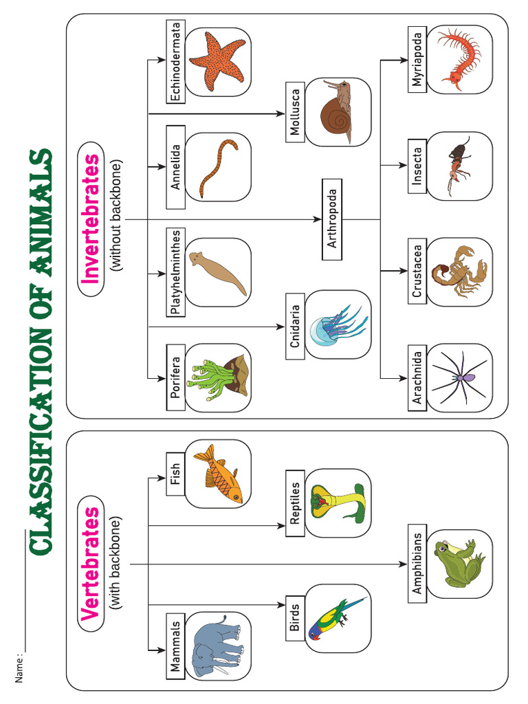 Vertebrates vs. Invertebrates Worksheets | PDF