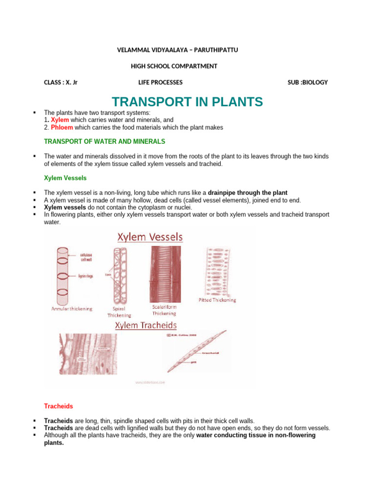 Plant Transport Systems Explained | PDF | Tissue (Biology) | Botany
