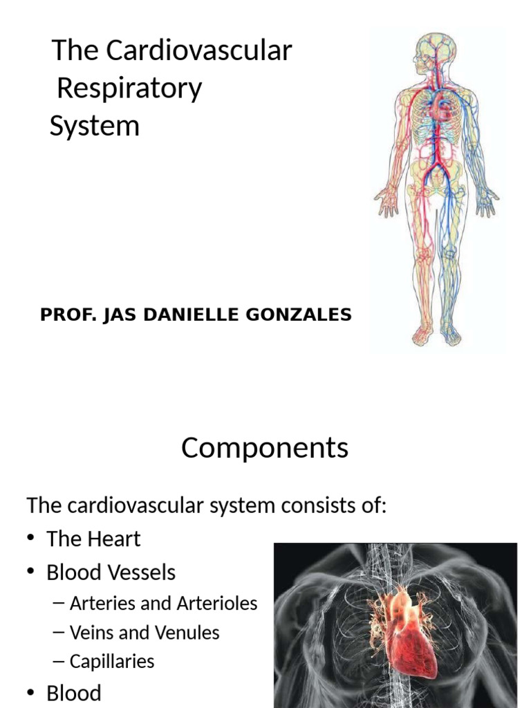 Cardiovascular and Respiratory Systems Overview | PDF | Heart ...