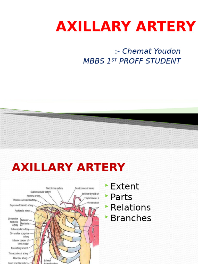 Anatomy of the Axillary Artery | PDF | Arm | Anatomical Terms Of Location