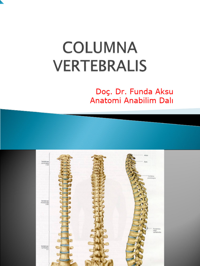 Columna Vertebralis ve Kaburga Anatomisi | PDF