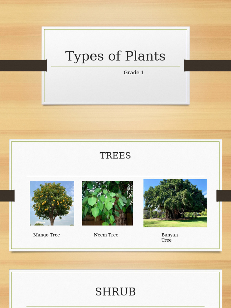 Grade 1 Plant Types: Trees, Shrubs, Herbs | PDF