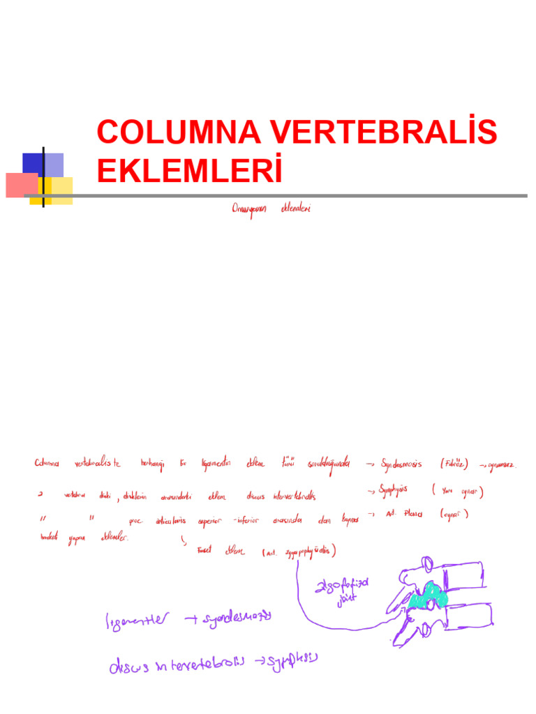Columna Vertebralis Ve Thorax Eklemleri - 260114 - 174134 | PDF
